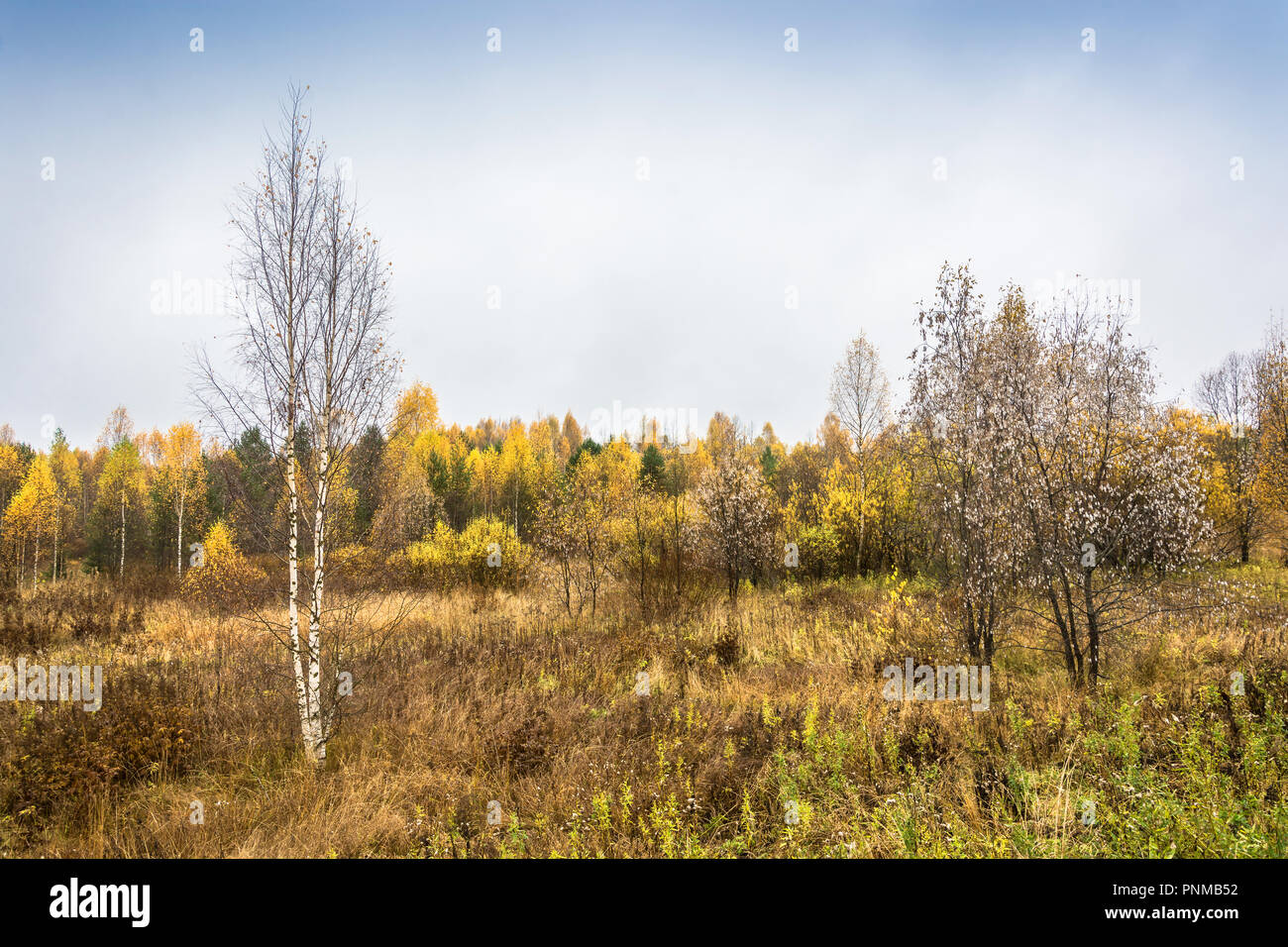 Birch tree without leaves hi-res stock photography and images - Alamy