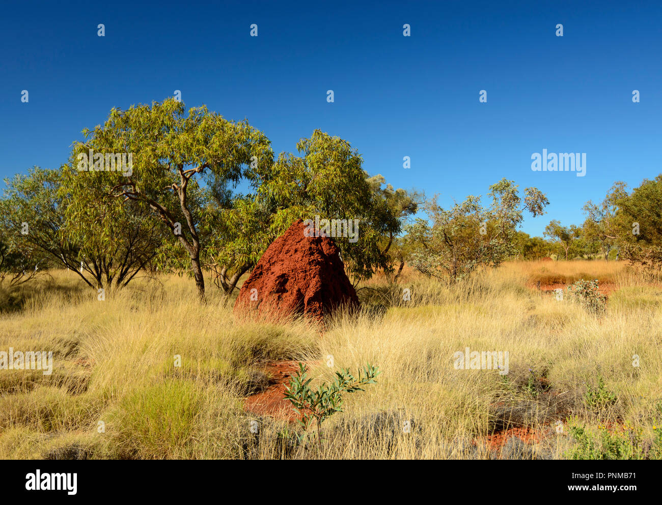 red termite mound, golden dry grass, karijini national park, Western ...