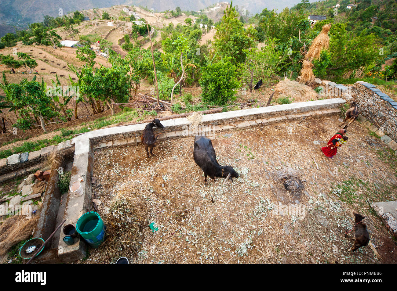 Dalkanya village on the Nandhour Valley, Kumaon Hills, Uttarakhand ...