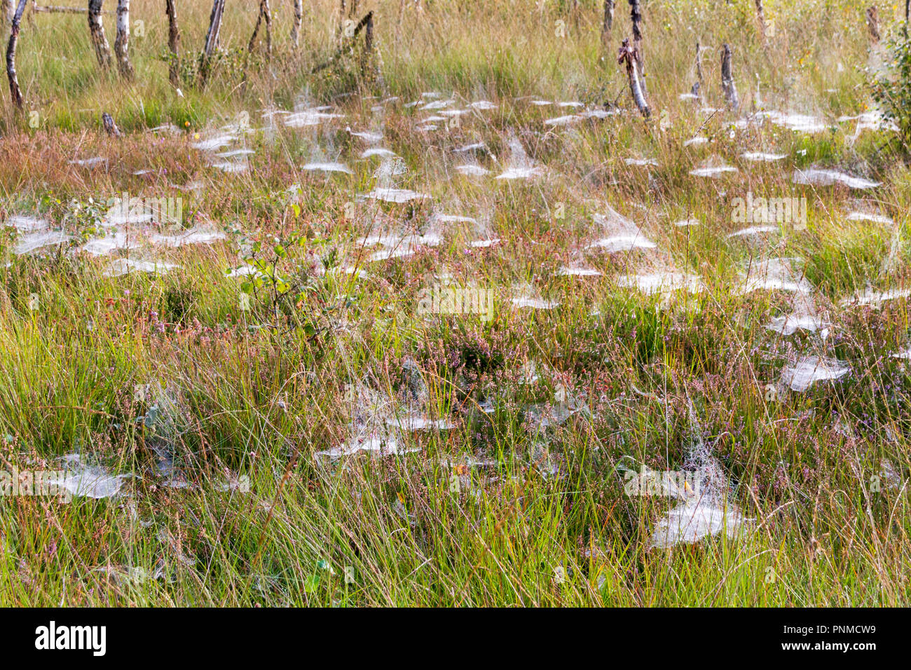Cobwebby lawn in a moor at a sunny morning in fall Stock Photo - Alamy