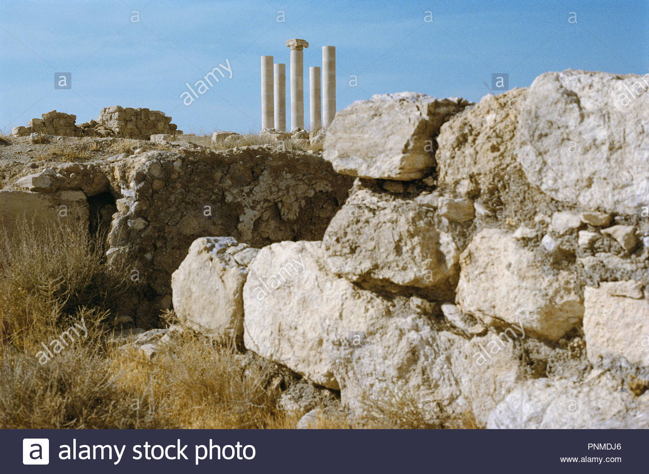 Machaerus Stock Photos & Machaerus Stock Images - Alamy