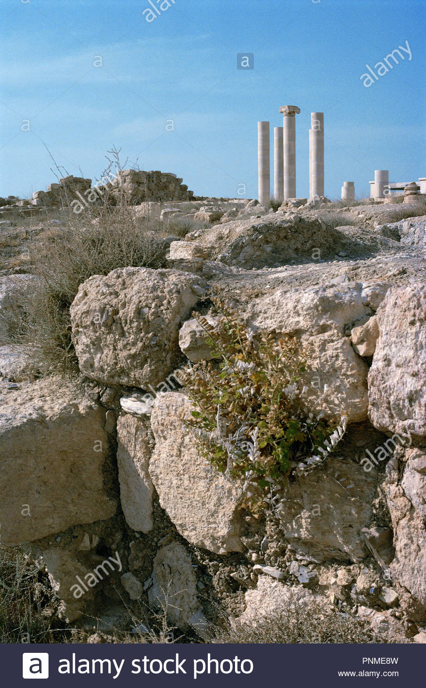 Machaerus Stock Photos & Machaerus Stock Images - Alamy