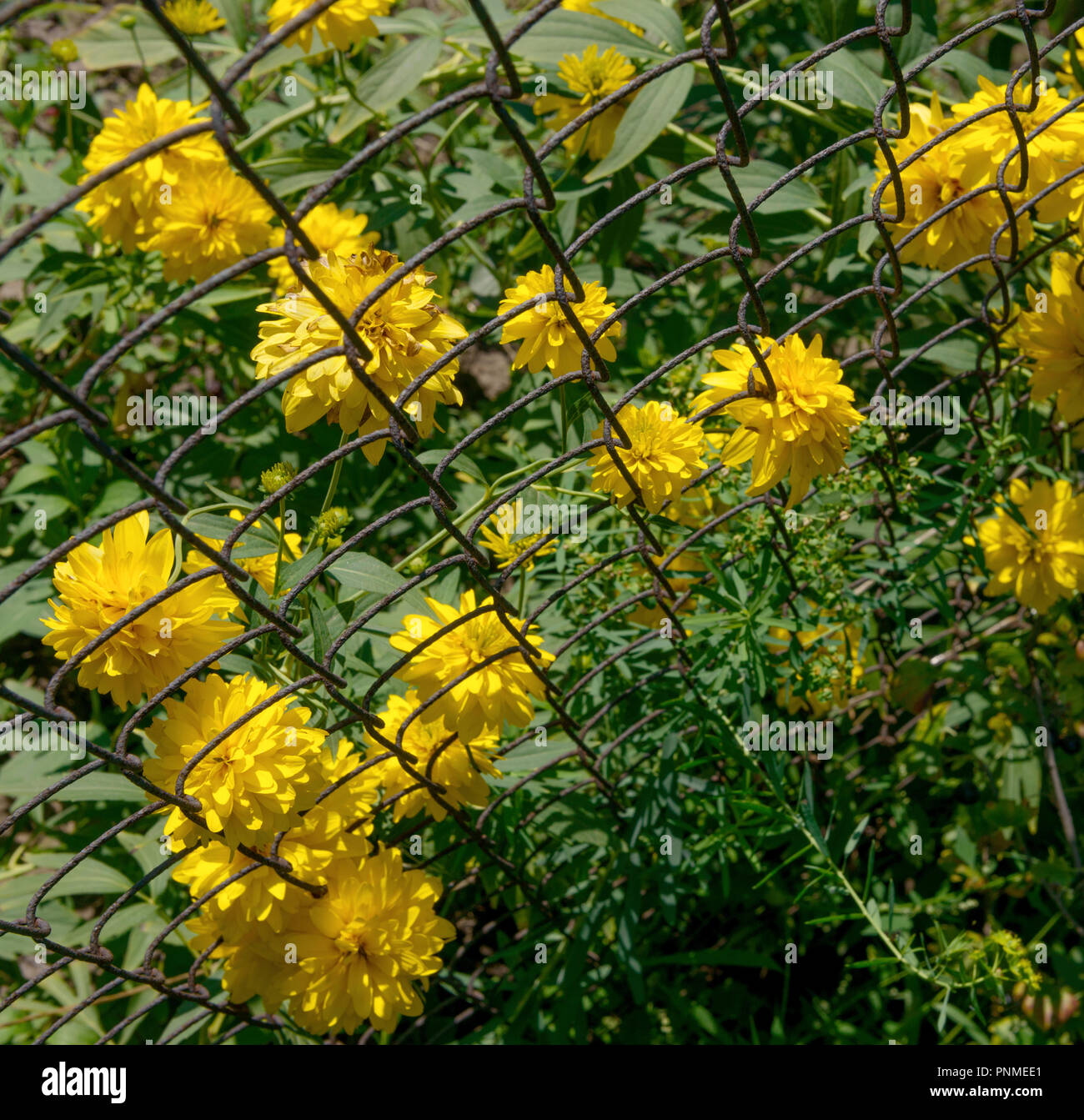 Polypetalous hi-res stock photography and images - Alamy