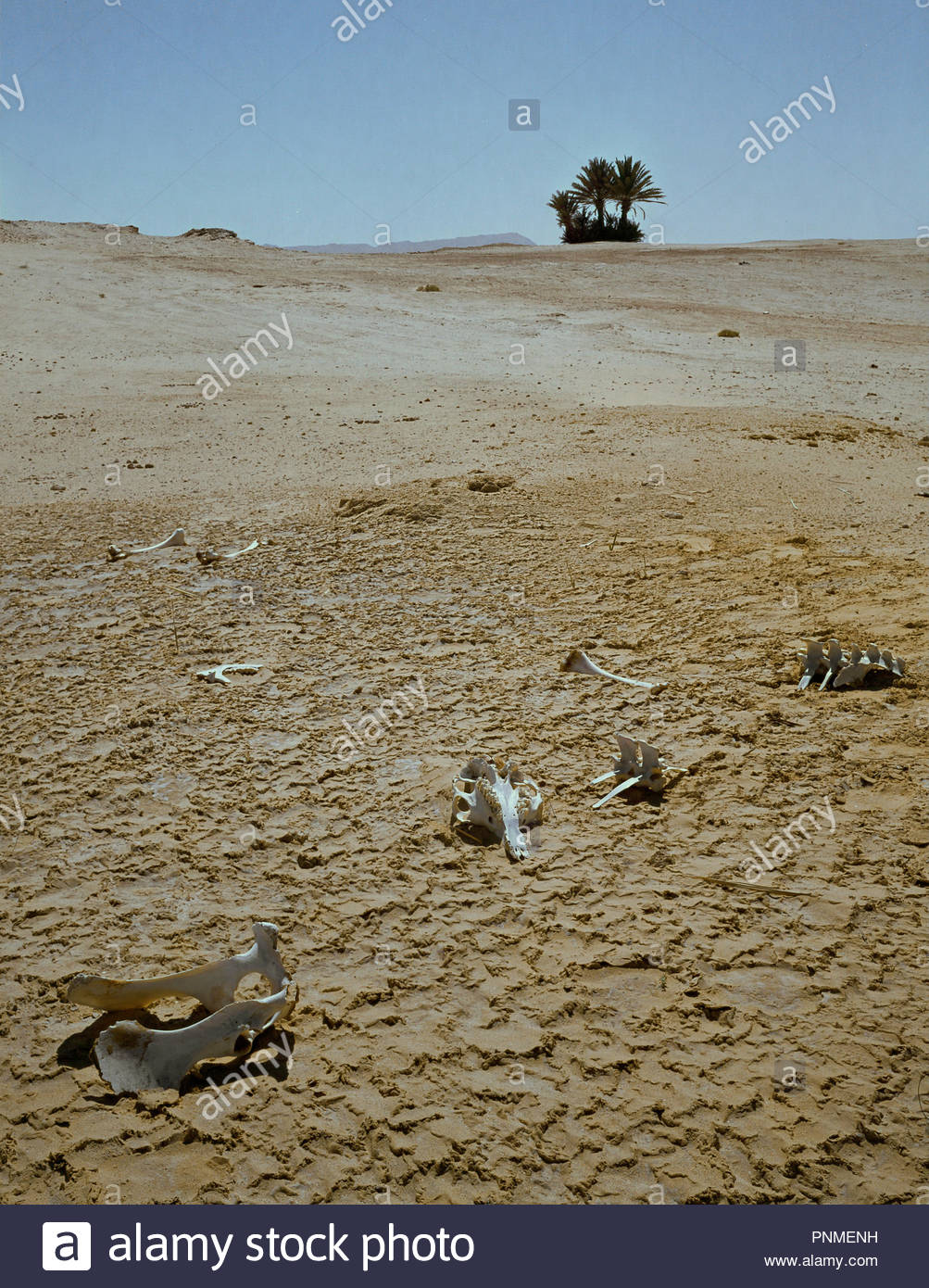 Marah Stock Photos & Marah Stock Images - Alamy