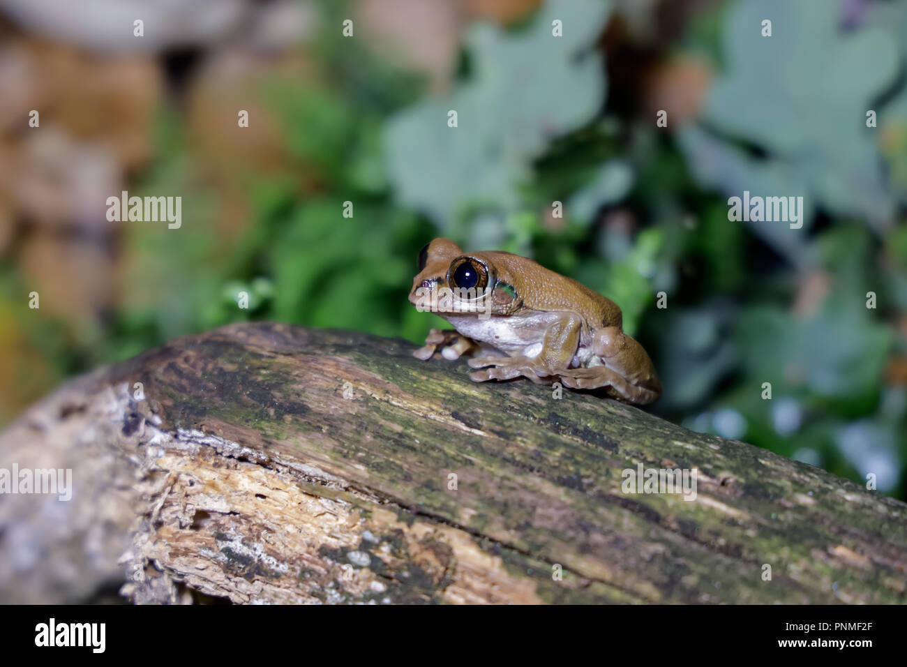 Frogs on a log hi-res stock photography and images - Alamy