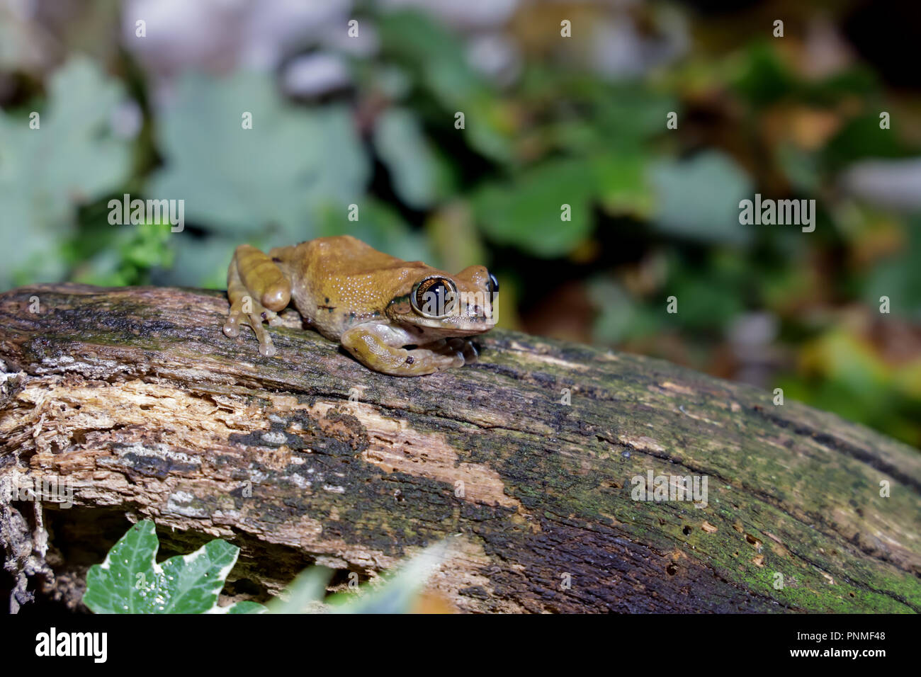 A Tree frog on a log up close Stock Photo - Alamy