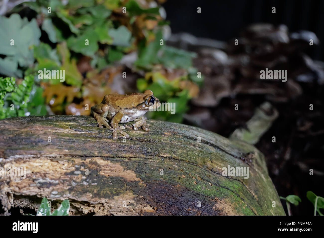 A Tree frog on a log up close Stock Photo - Alamy