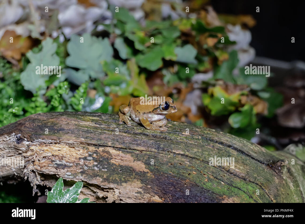 A Tree frog on a log up close Stock Photo - Alamy