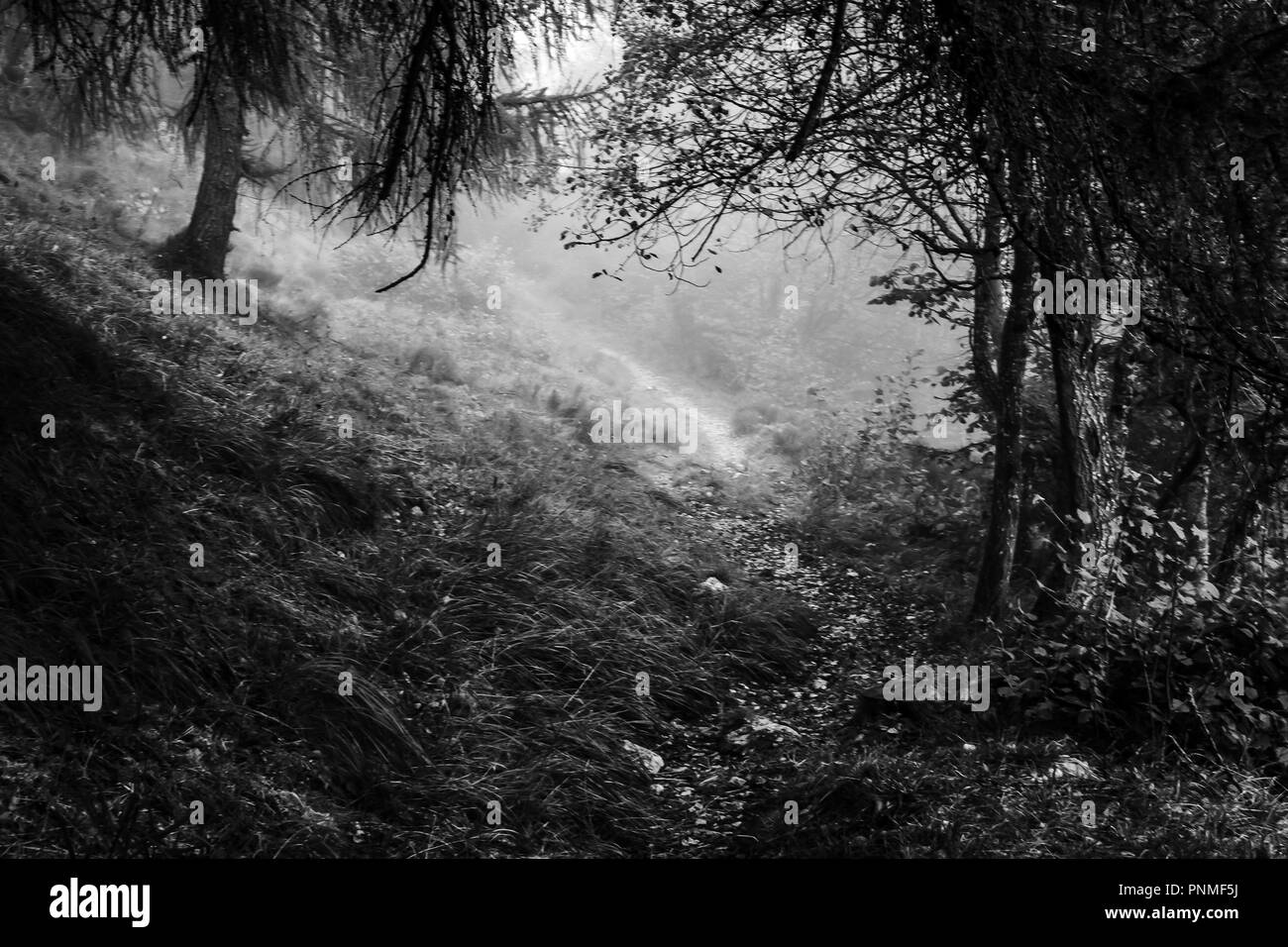 Evil forest fantasy Black and White Stock Photos & Images - Alamy