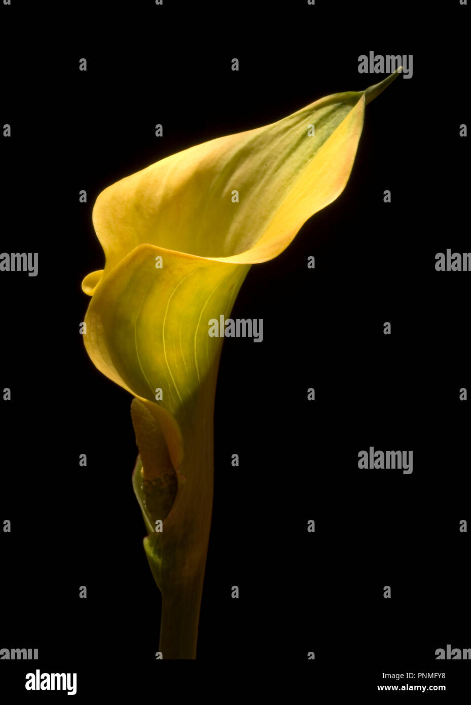 Golden calla lily hi-res stock photography and images - Alamy