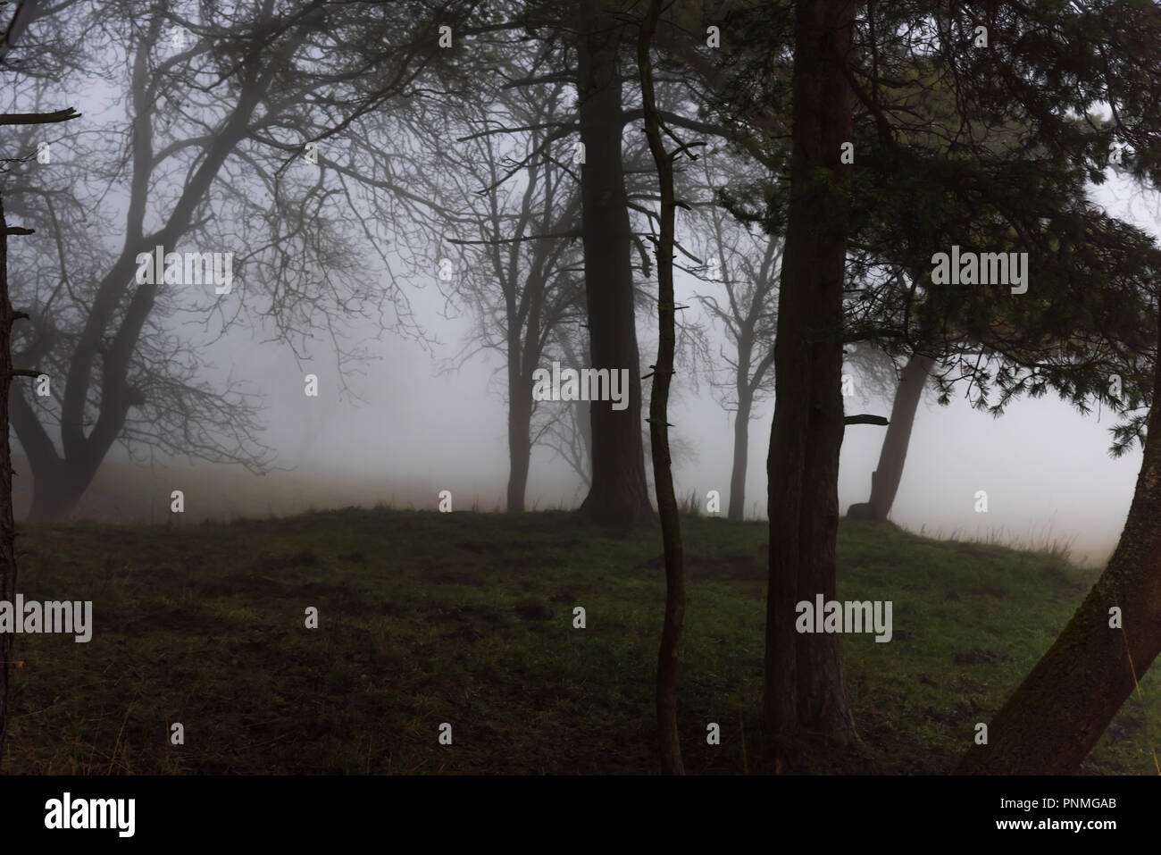 Fog hill meadow trees hi-res stock photography and images - Alamy
