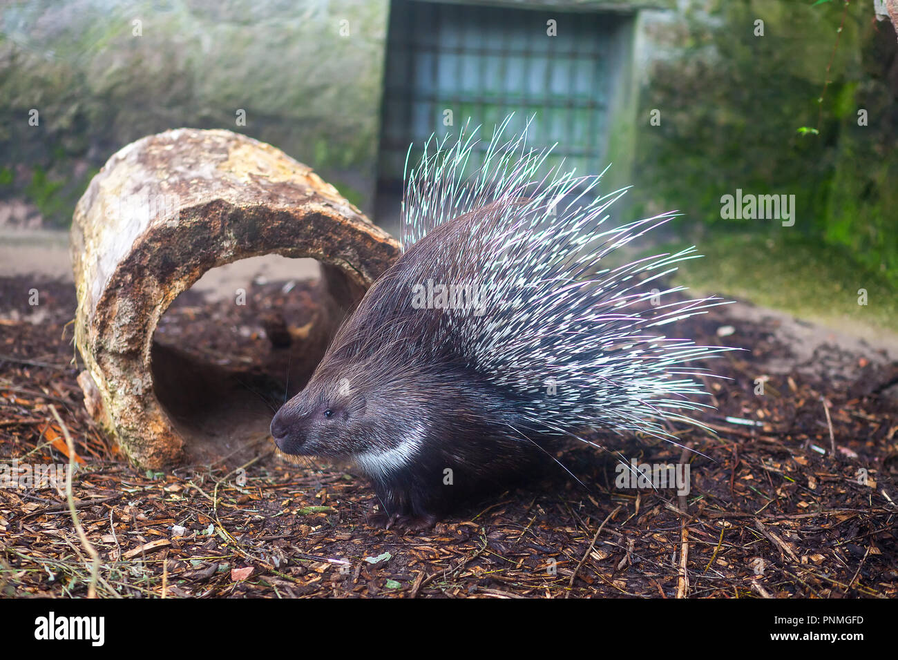 Hedgehog in a hedge hi-res stock photography and images - Alamy