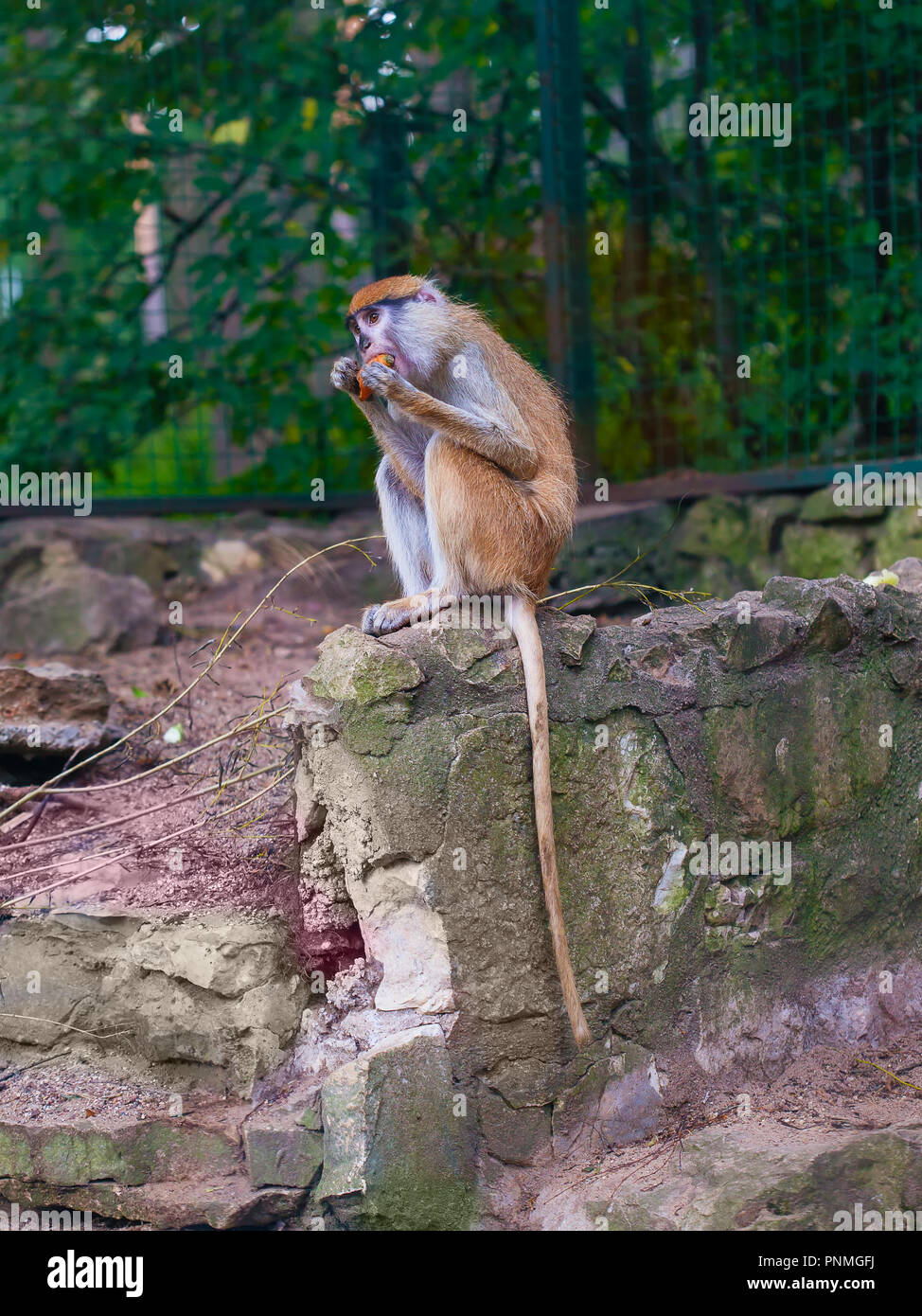 Funny macaque monkey feeding on carrots Stock Photo - Alamy