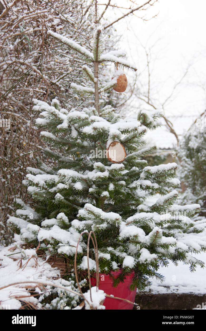 Nordmann fir christmas tree hi-res stock photography and images - Alamy