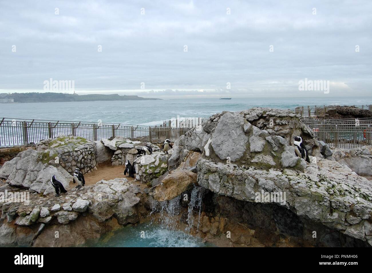 Pinguinos, mini Zoo de la peninsula de la Magdalena, Santander Stock ...