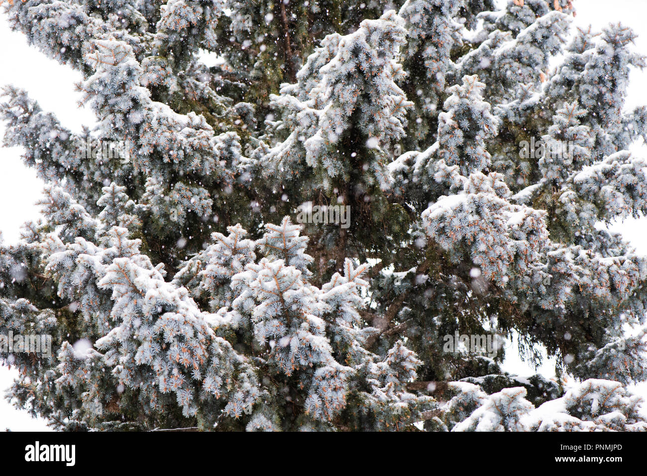 Spruce tree in snow, large snowflakes, winter scene Stock Photo - Alamy