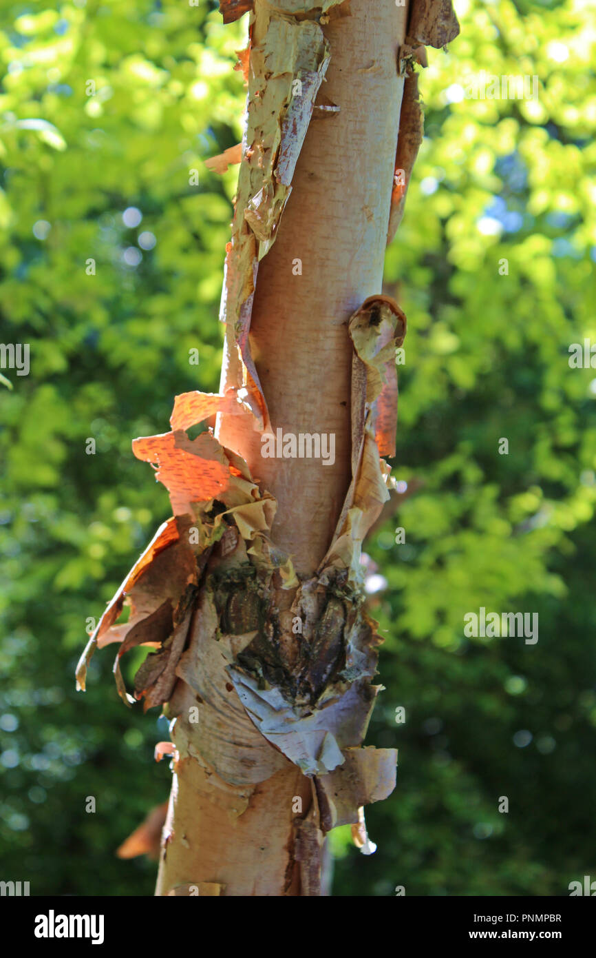 Closeup of a peeling trunk of a Himalayan Birch Tree in the spring ...
