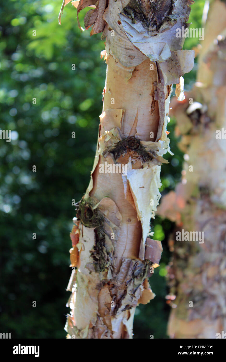 Closeup of a peeling trunk of a Himalayan Birch Tree in the spring ...