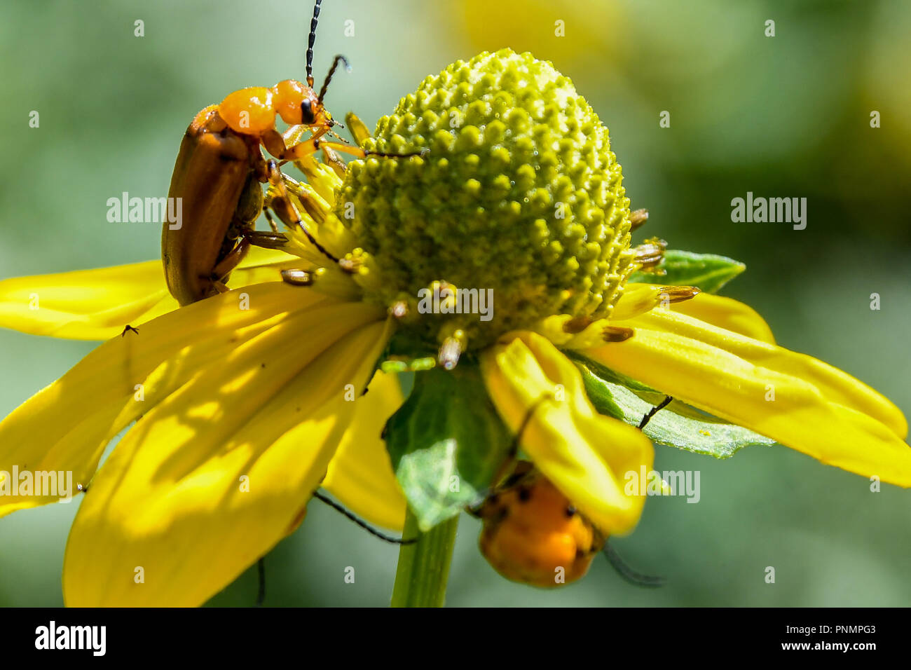 Smal insect hi-res stock photography and images - Alamy