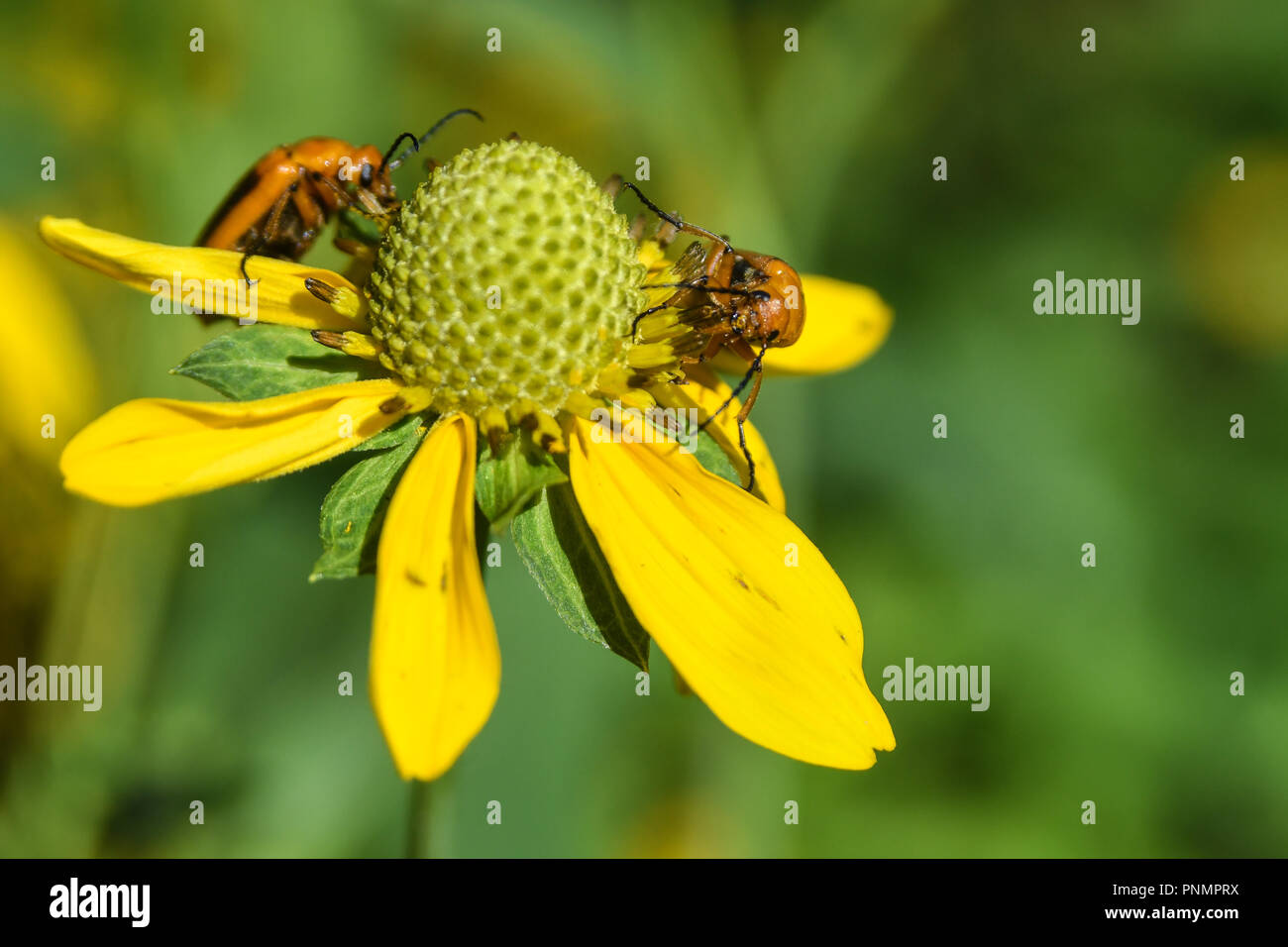 Bugs eating plants hi-res stock photography and images - Alamy