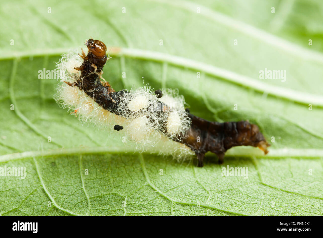 Cocoons of parasitic wasp on a caterpillar (parasitoid wasp cocoons ...