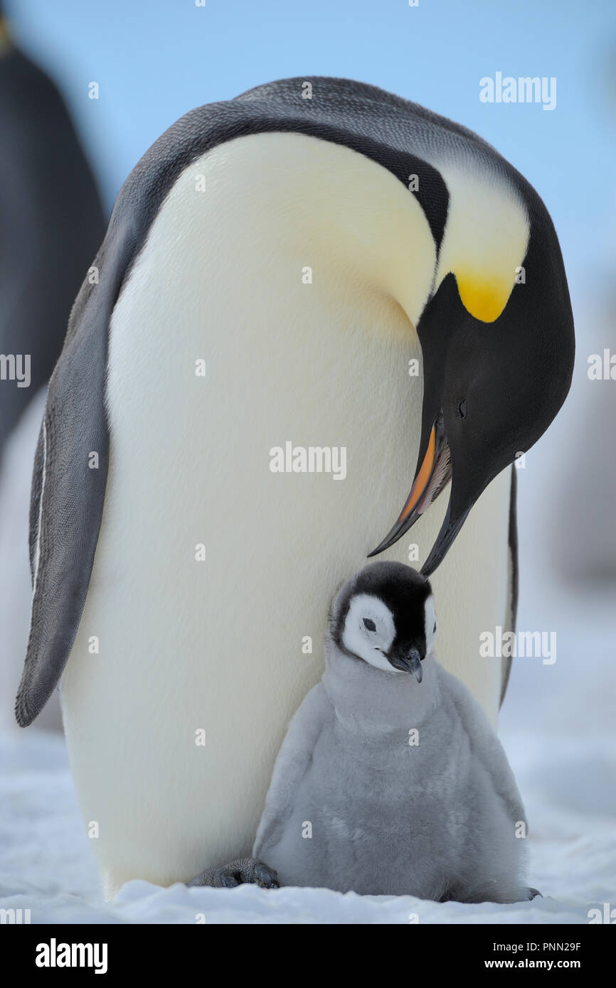 Emperor penguin chick adult hi-res stock photography and images - Alamy