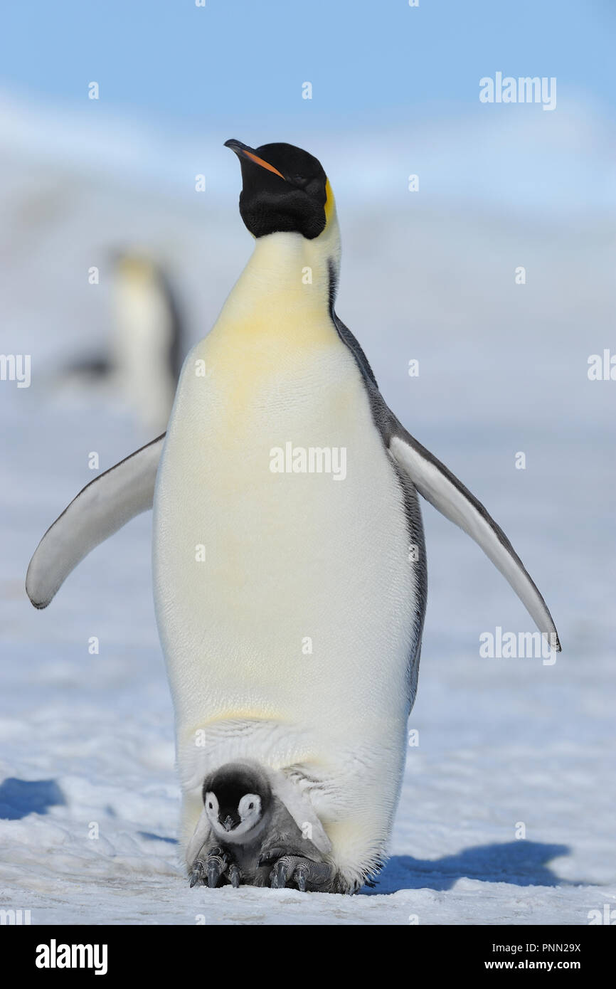 Pinguin feet hi-res stock photography and images - Alamy