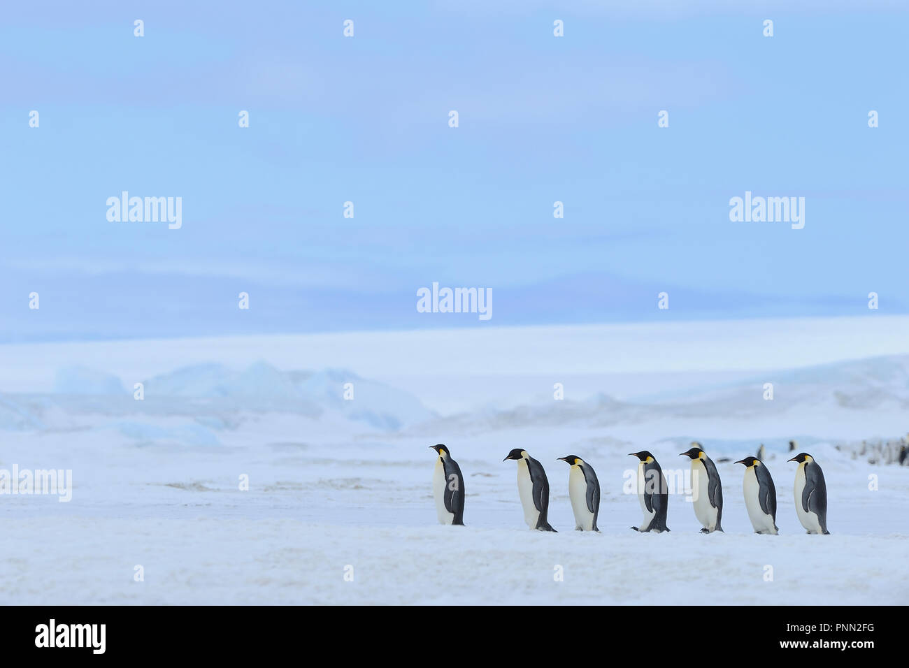 Emperor penguin walking hi-res stock photography and images - Alamy