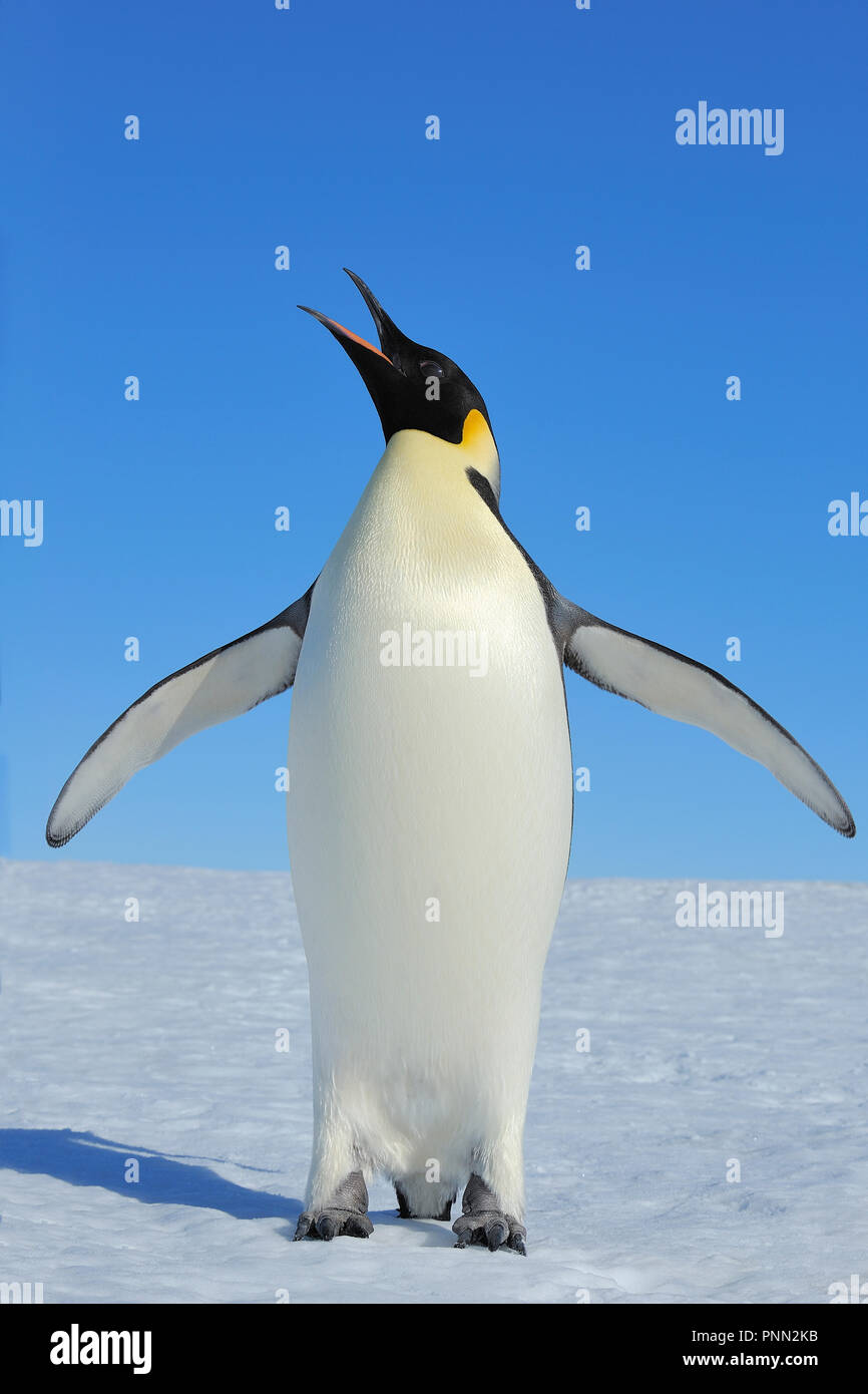 Emperor Penguin Wings Emperor Penguin Wing Stock Photos Page 1