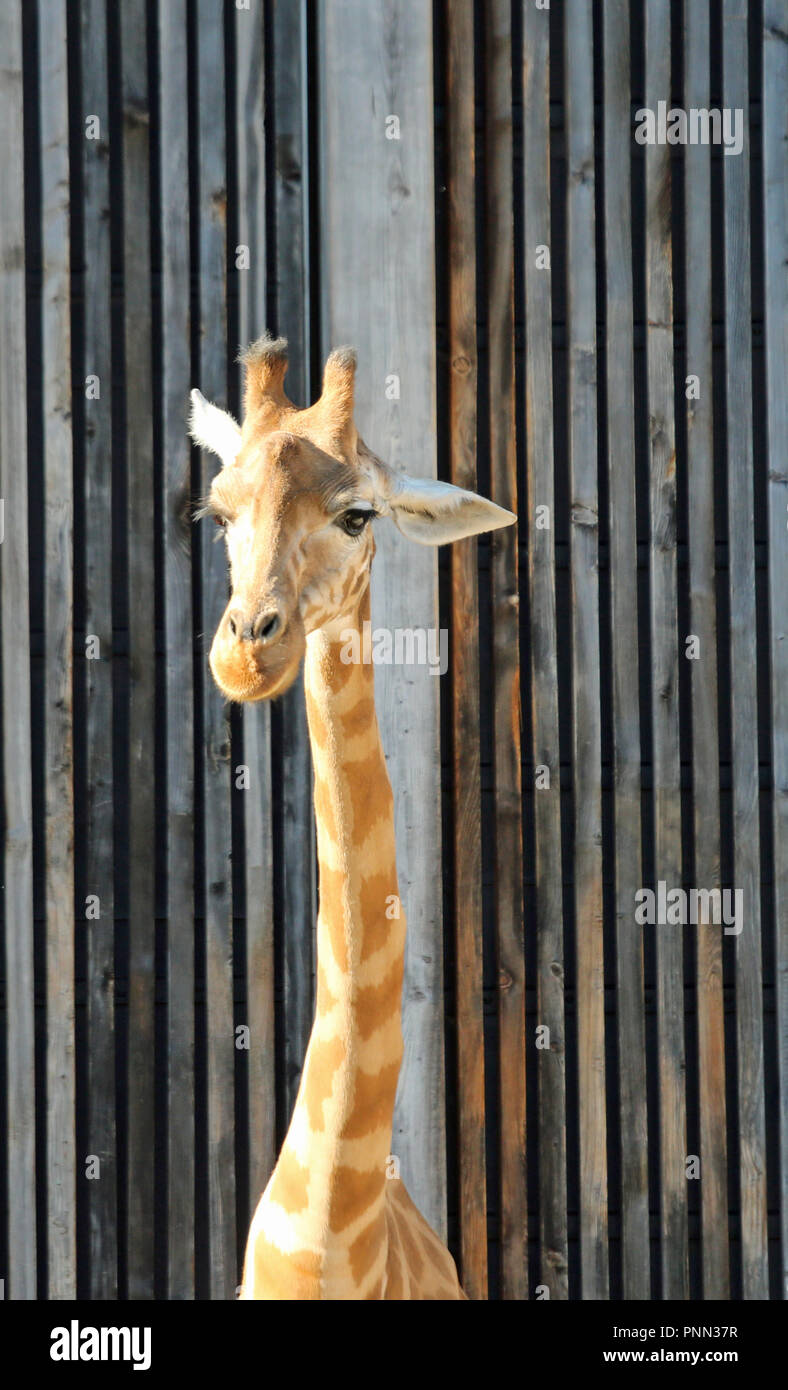 big giraffe with tall neck in the zoo Stock Photo - Alamy