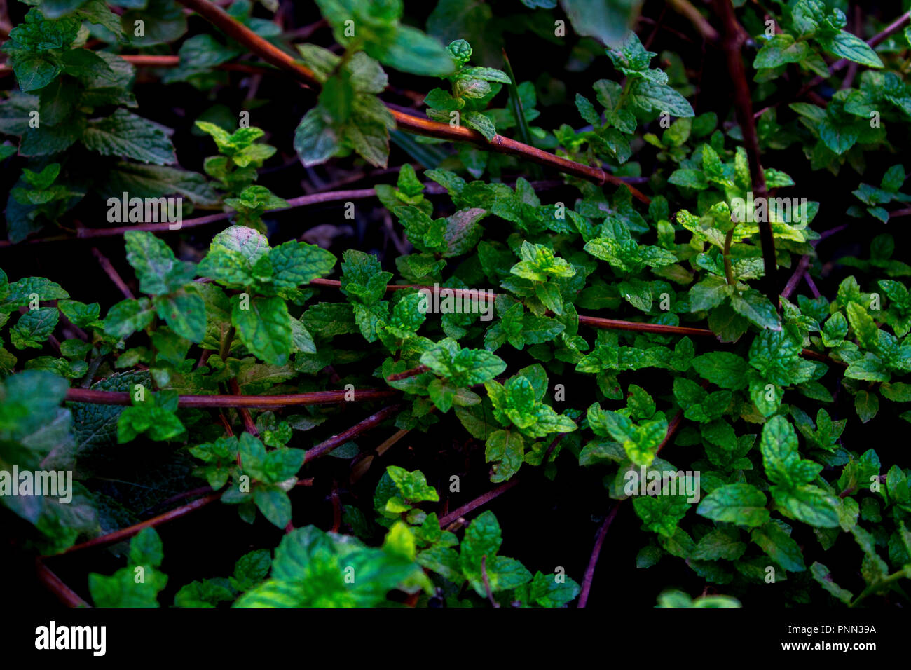 this is fresh mint plant in the garden Stock Photo - Alamy