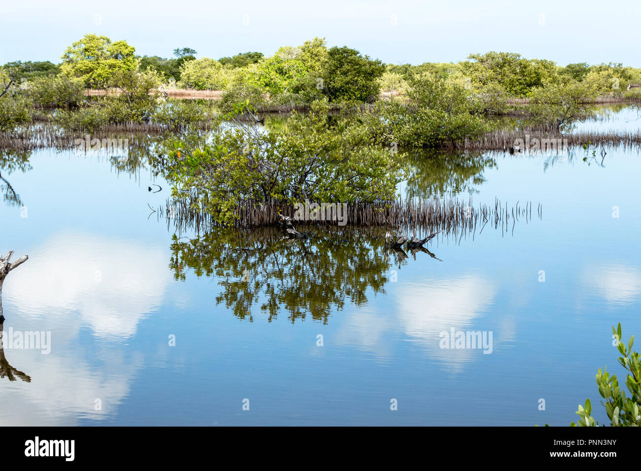 Mangrove swamp in Chuburna, Yucatan, Mexico. Sky reflection on the ...
