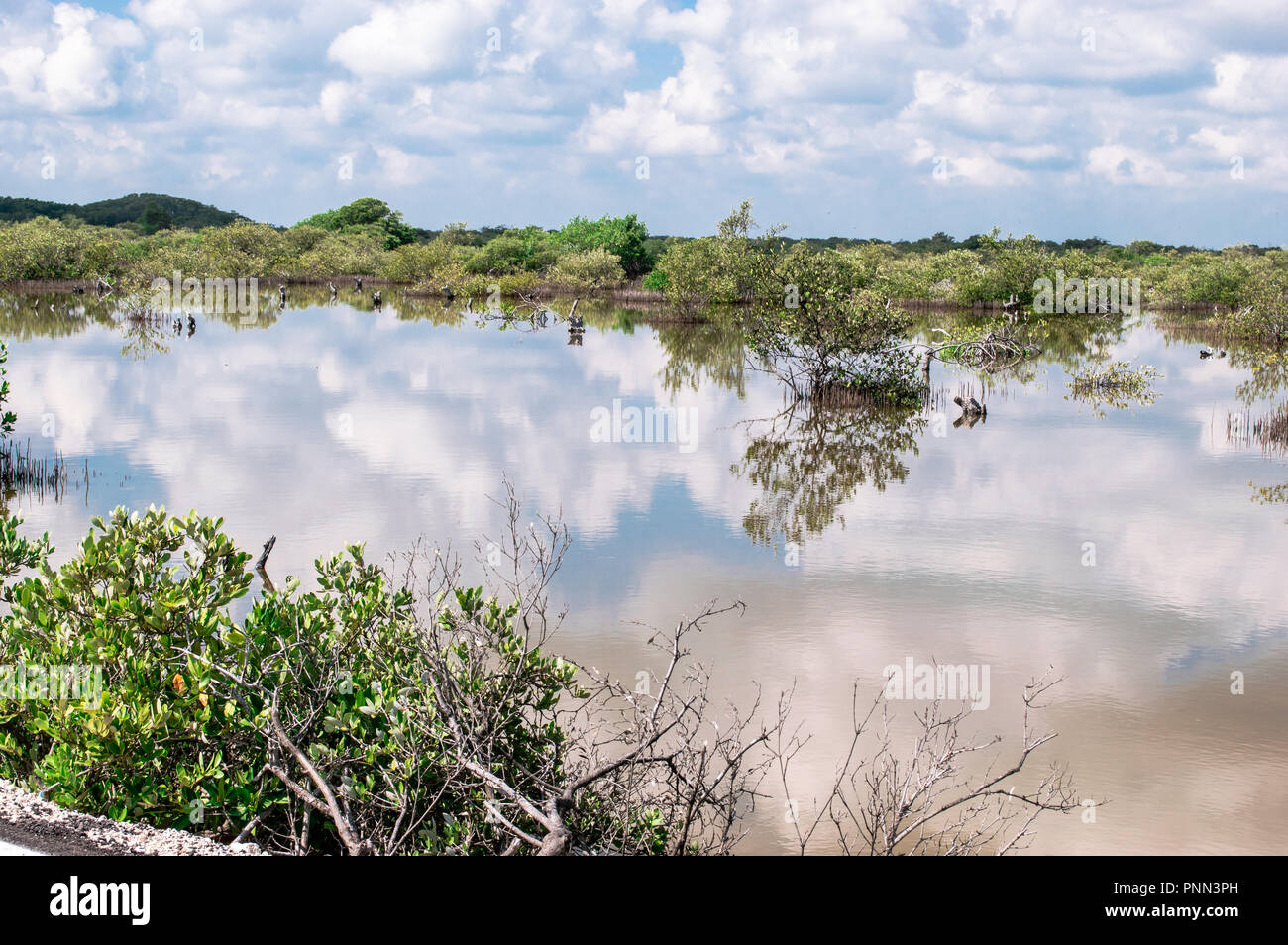 Mangrove swamp on Chuburna, Yucatan, Mexico. Sky reflection on the ...