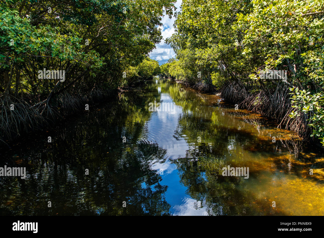 Shade in the mangroves Stock Photo - Alamy