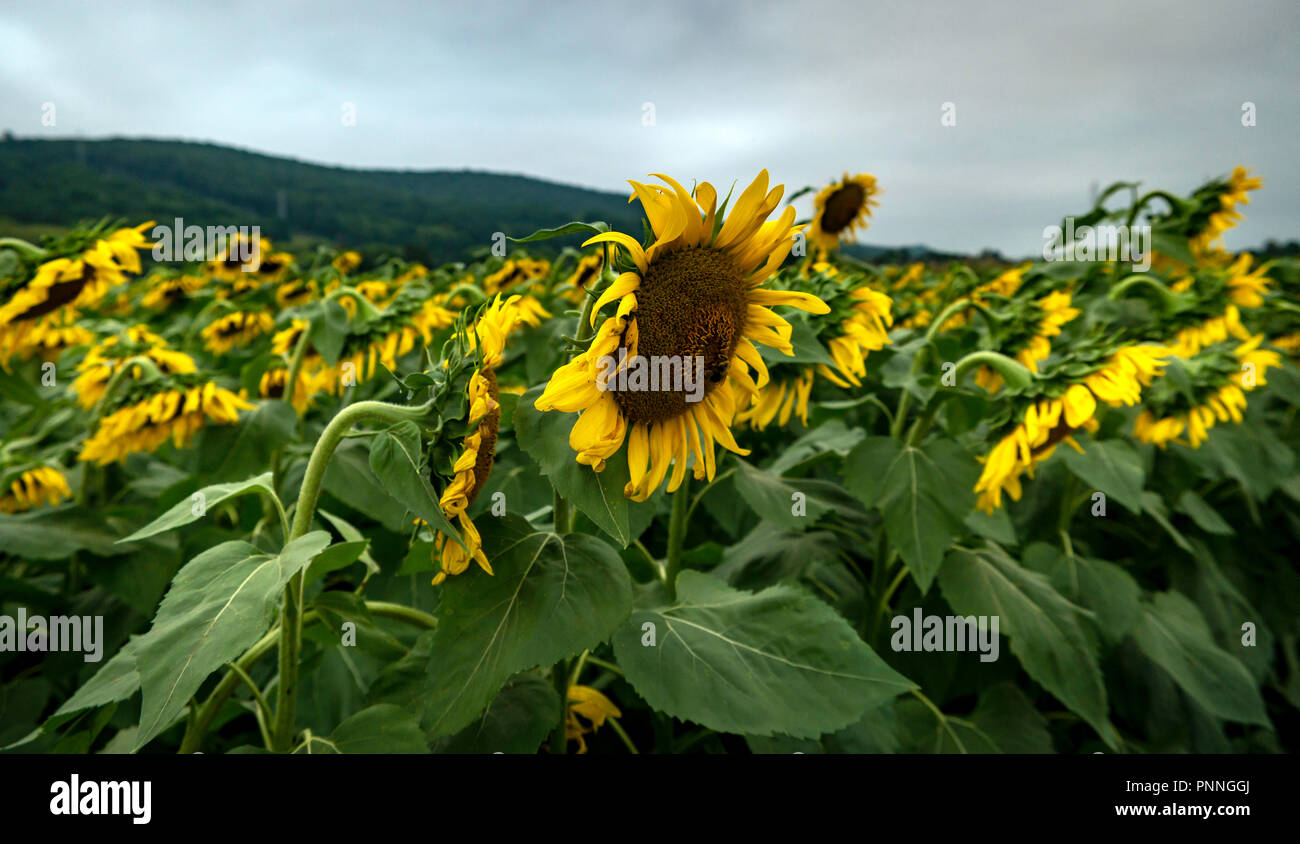 Wind-Swept Field of Flowers Stock Photo - Alamy