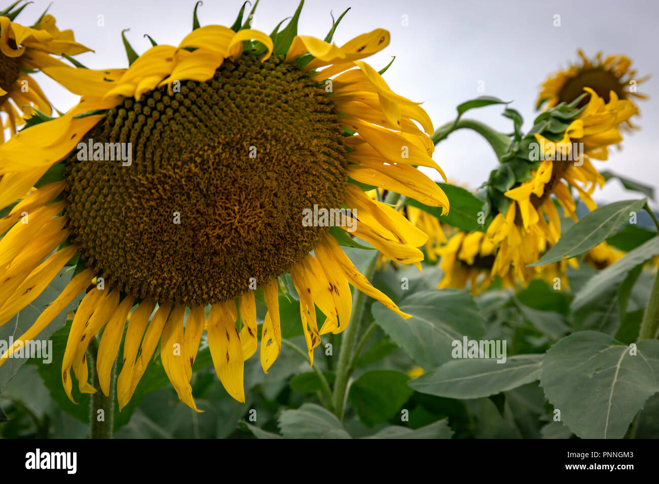 Sunshine on a Stem Stock Photo - Alamy