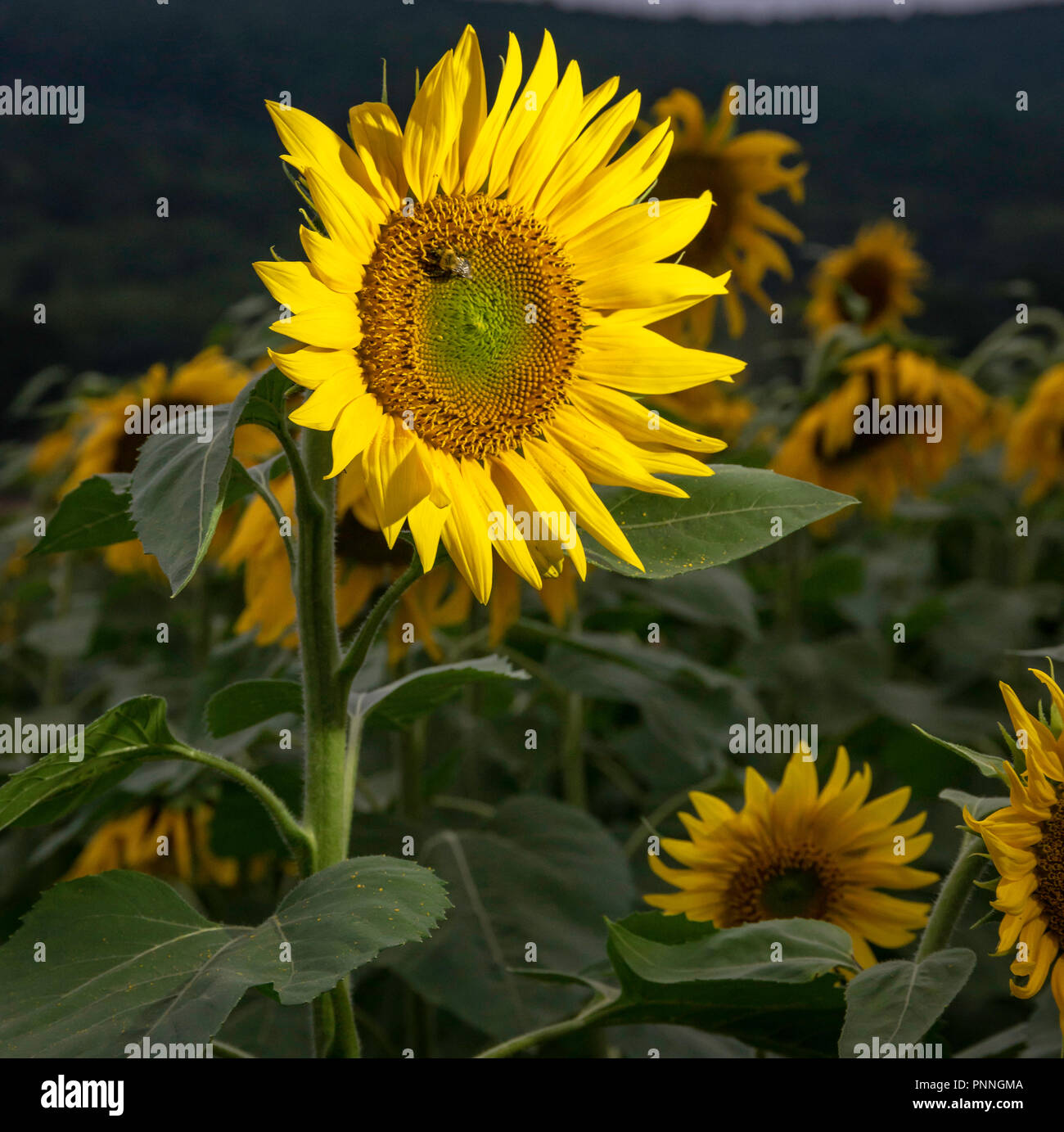 Yelow bee hi-res stock photography and images - Alamy