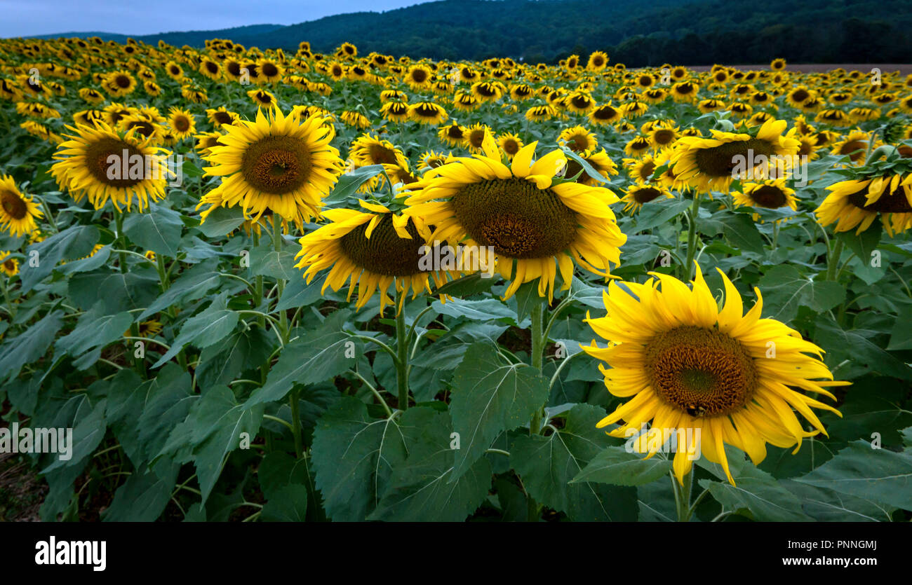 Standing Tall in the Sunflower Field Stock Photo - Alamy