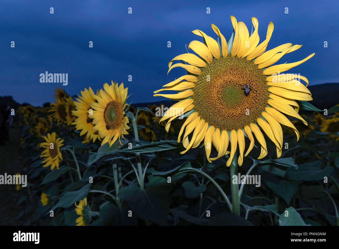 Twilight field hi-res stock photography and images - Alamy