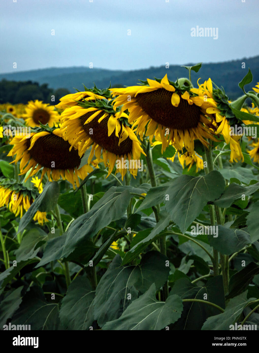 Trio of sunflowers hi-res stock photography and images - Alamy