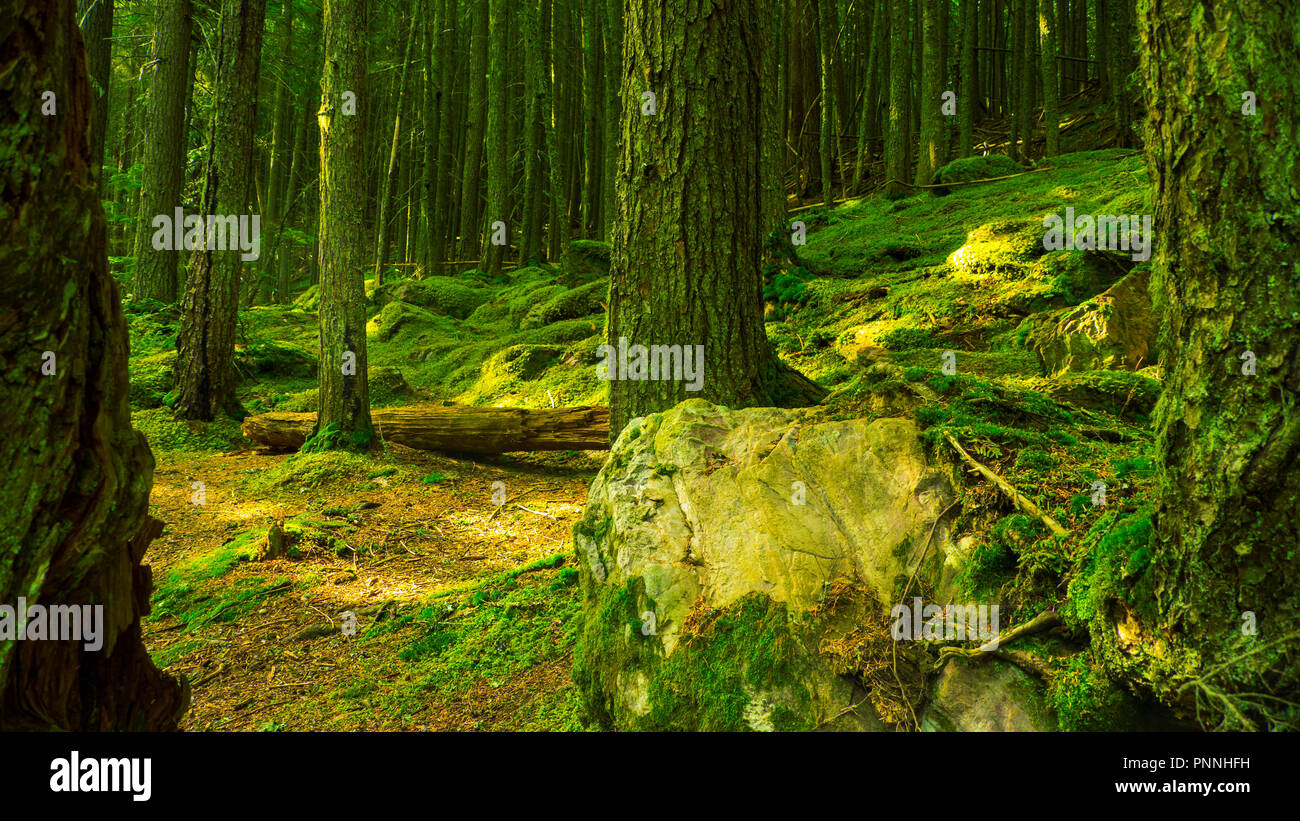 Sun rays through deep lush rain forest with thick moss and rich earth ...