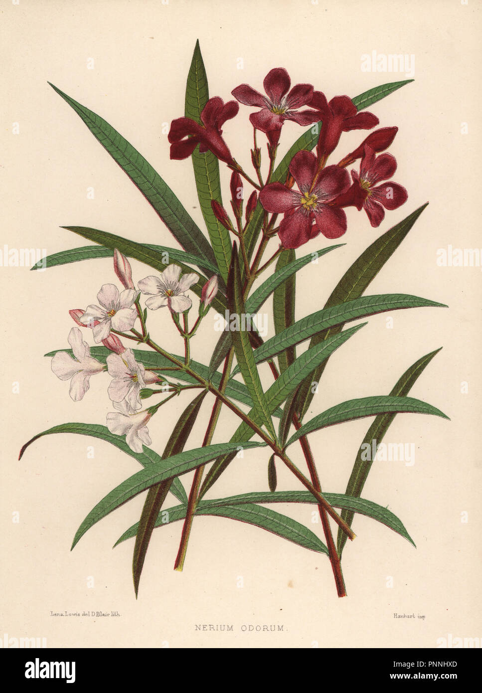 Nerium or oleander, Nerium oleander (Nerium odorum). Handcoloured ...