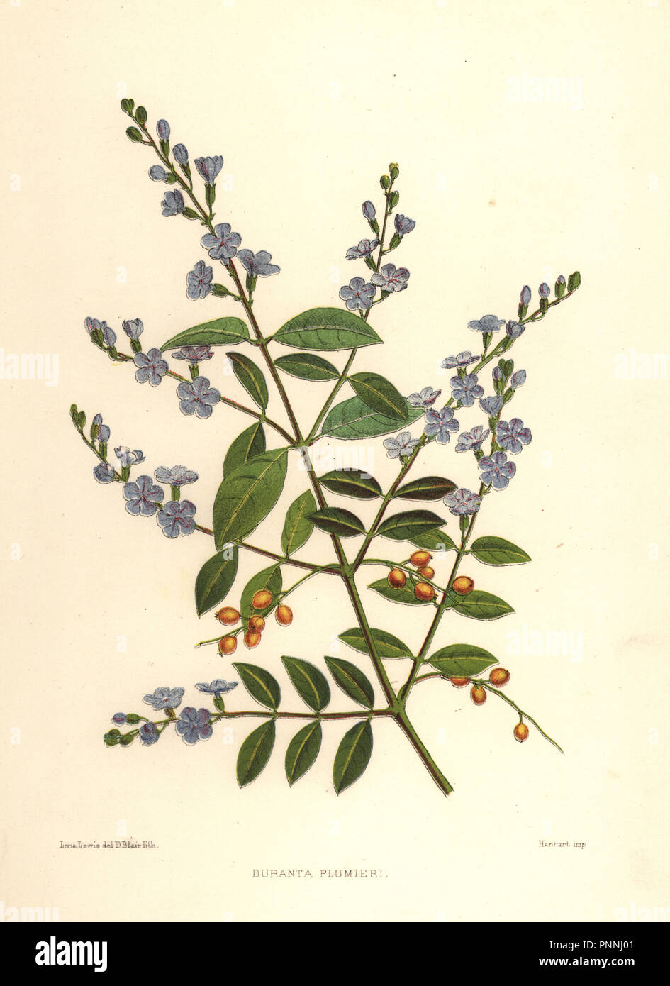 Golden dewdrop, pigeon berry or skyflower, Duranta erecta (Duranta ...