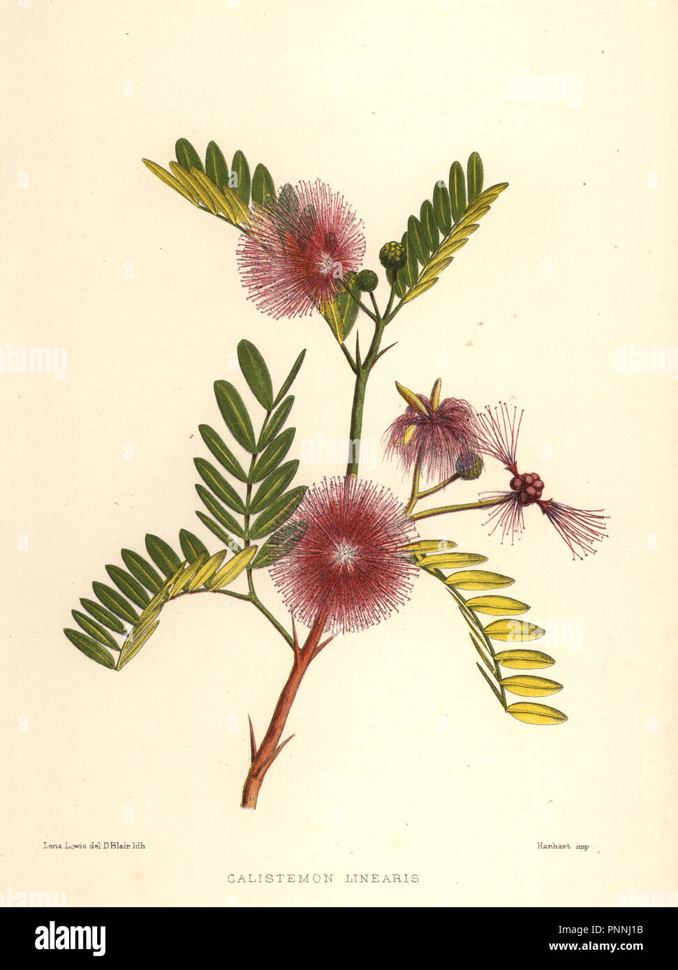 Bottlebrush, Callistemon linearis (Calistemon linearis). Handcoloured ...