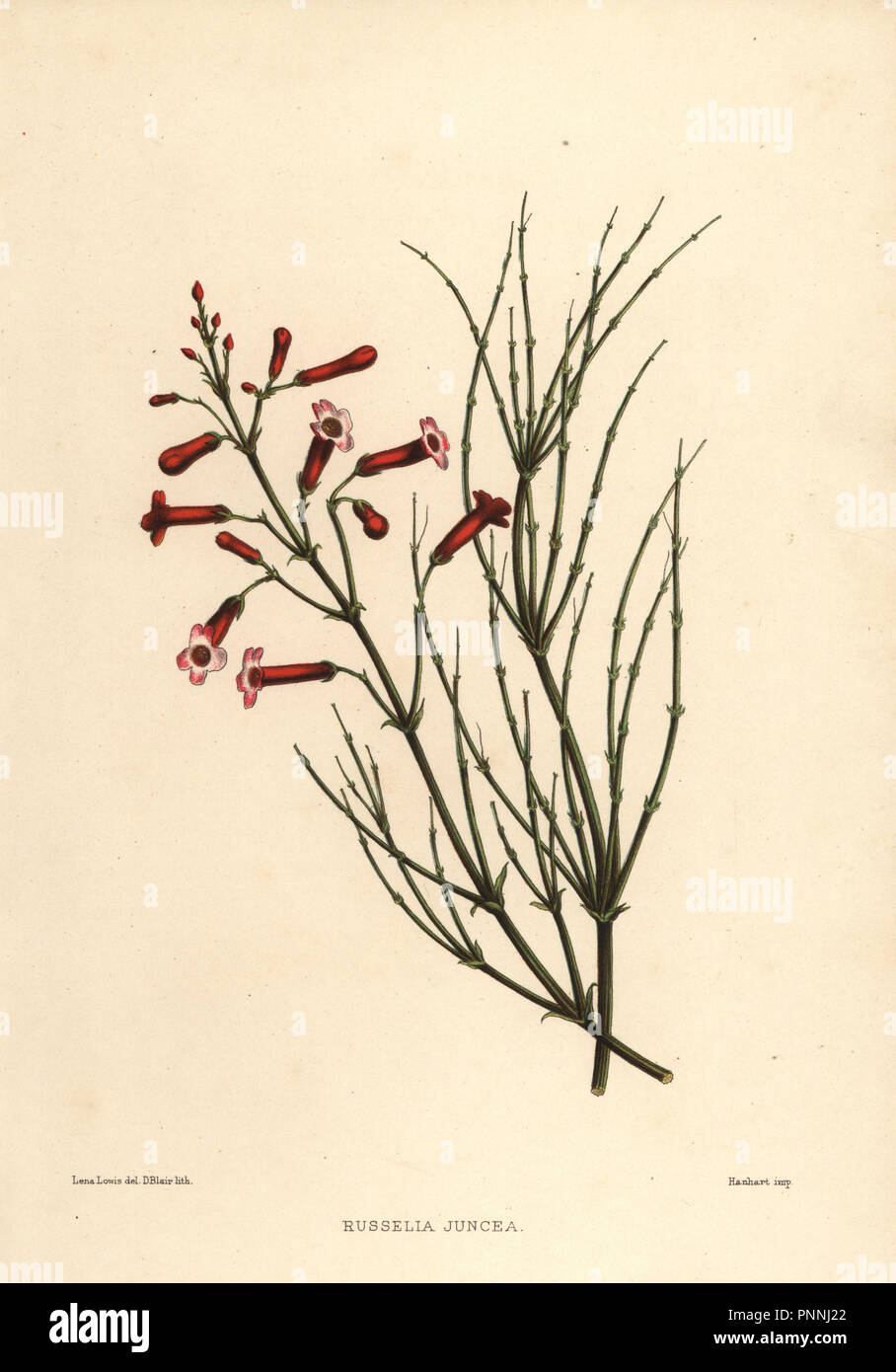 Fountainbush or firecracker plant, Russelia equisetiformis (Russelia ...