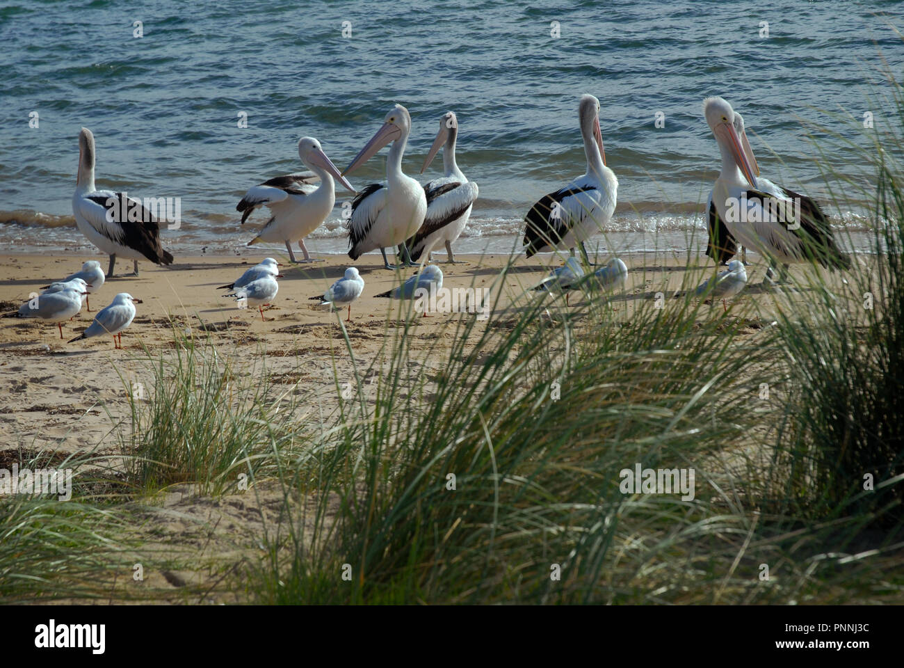 Elongated pier hi-res stock photography and images - Alamy