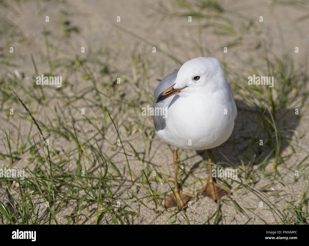 Silver gull young bird hi-res stock photography and images - Alamy