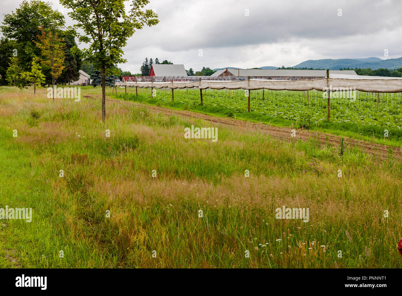 Tobacco farm farming field hi-res stock photography and images - Alamy