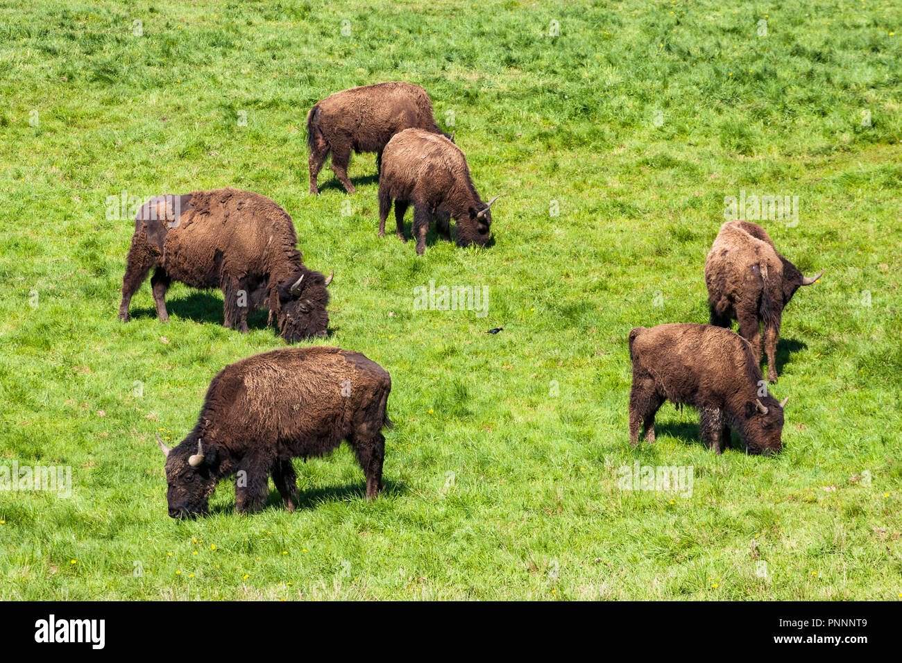 Buffalo field hi-res stock photography and images - Alamy