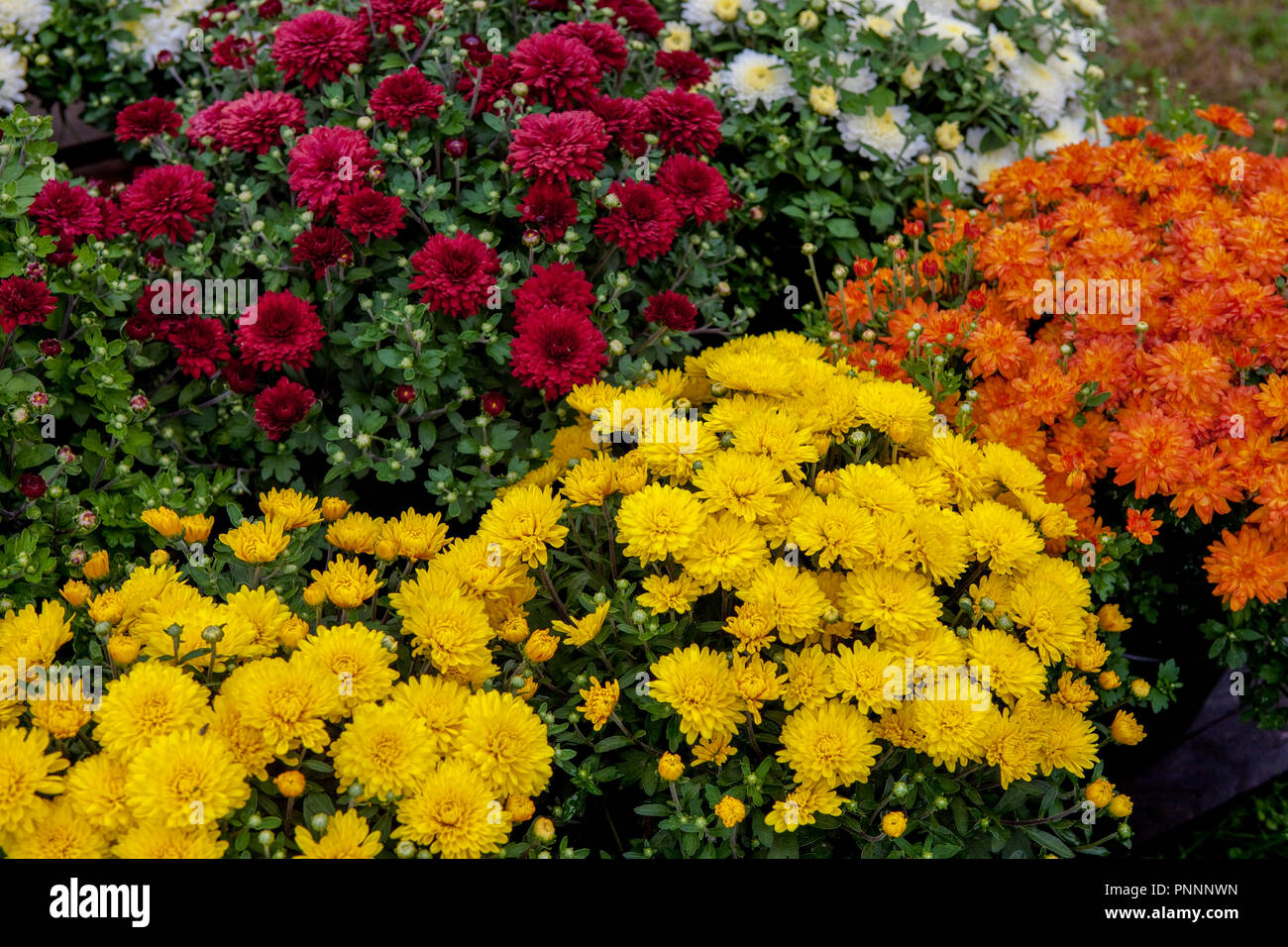 Autumn mums hi-res stock photography and images - Alamy